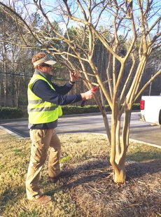 Pruning Crepe Myrtle Trees