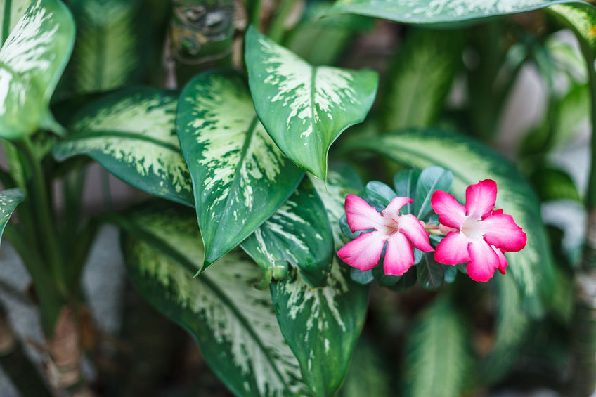 dumb canes - Lawn Service Fort Worth