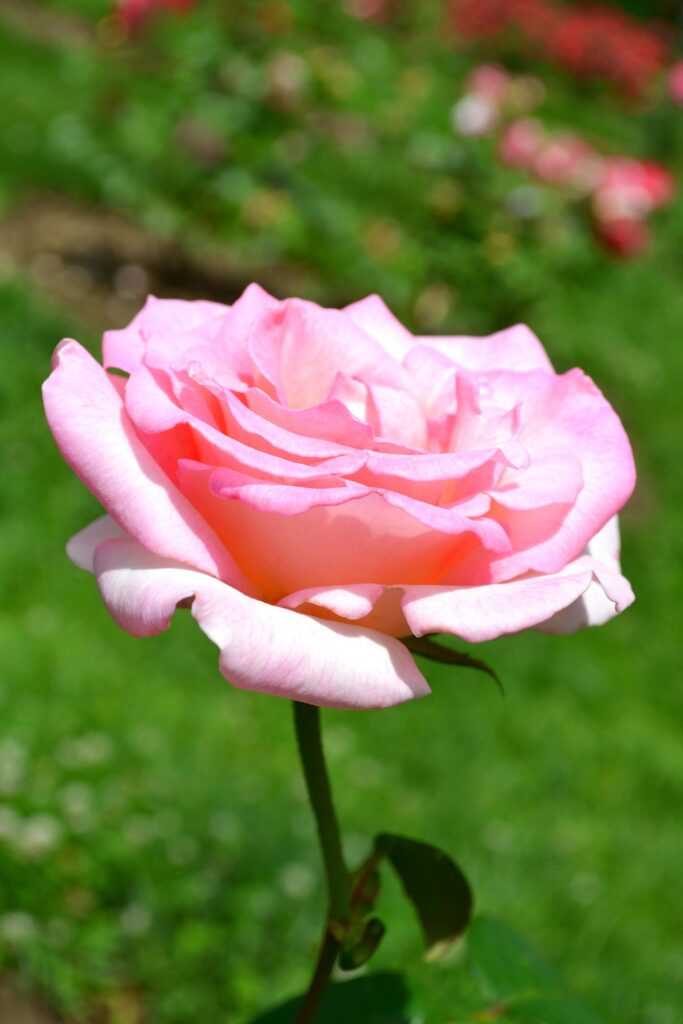 what kind of bushes grow long-stemmed roses?